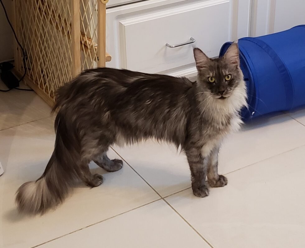 The Majestic Maine Coon: A Guide to the Breed’s History and ...